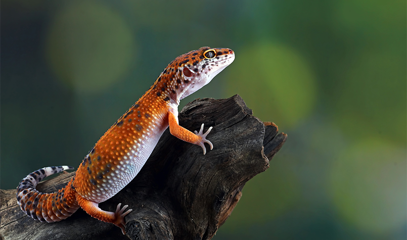 Reptile Centre - Broadplace